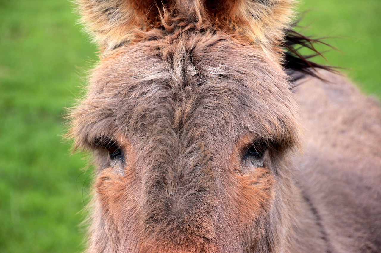 How a donkey taught me a profound life lesson - Gentle Creative